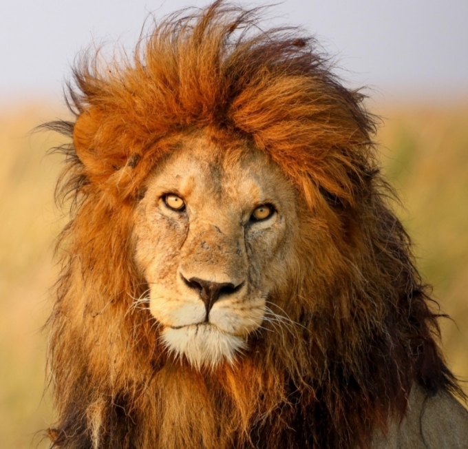 세렝게티 지배한 '라이언 킹' 최후…젊은 도전자들에게 당했다 - 머니투데이