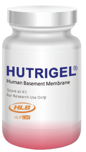 HLB셀, 인간 정상세포 기반한 오가노이드 생체재료 개발 성공 - 머니투데이