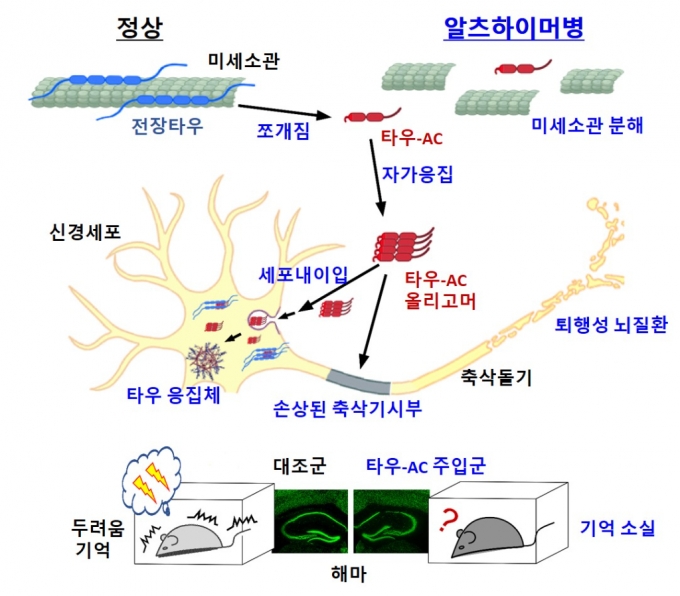 New Study Identifies Mechanism of Tau Protein Fibrosis and Potential ... New Study Identifies Mechanism of Tau Protein Fibrosis and Potential ...
